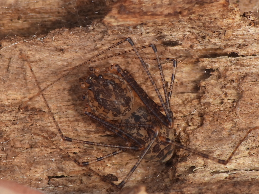 Scytodes atlacoya from West Meadowbrook, Fort Worth, TX, USA on ...