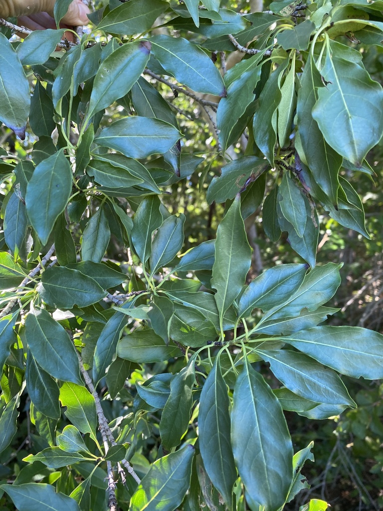 Caribbean Princewood in November 2023 by Alan R. Franck · iNaturalist