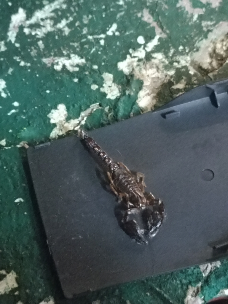 Iurida from 77684 Q.R., México on November 13, 2023 at 07:02 PM by ...