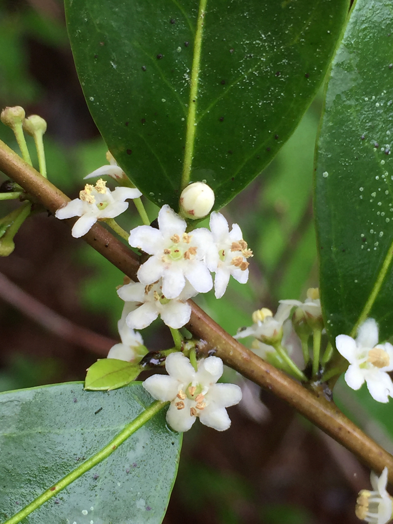 Large Gallberry (Georgia Coastal Plain - DRAFT) · iNaturalist