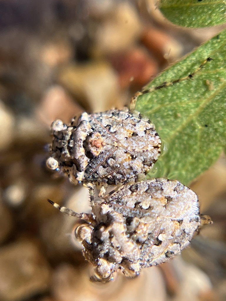 Big-eyed Toad Bug from Cleveland National Forest, Alpine, CA, US on ...