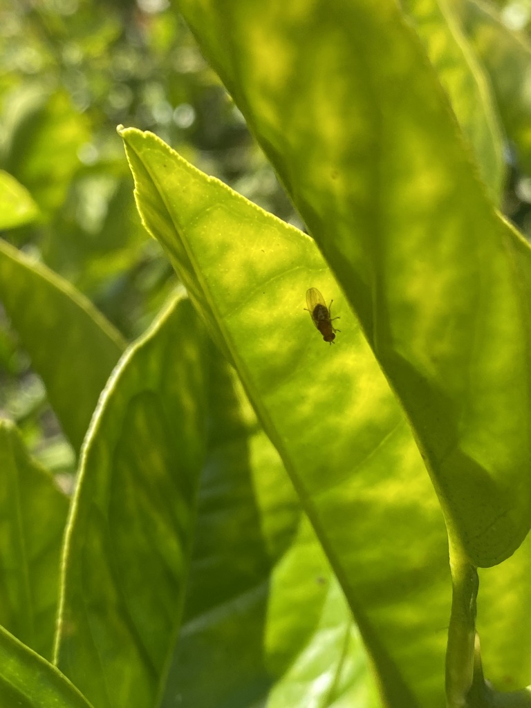 Brown-striped Litter Fly from Mangawhai, New Zealand on 05 November ...