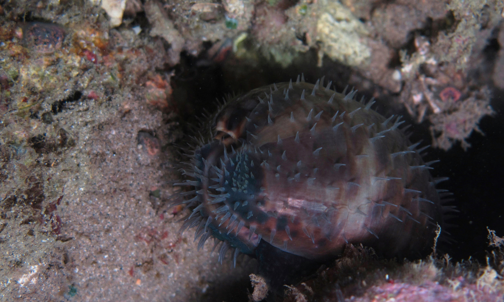 Tortoise Cowry from Dili, Timor-Leste on September 22, 2016 at 08:30 PM ...