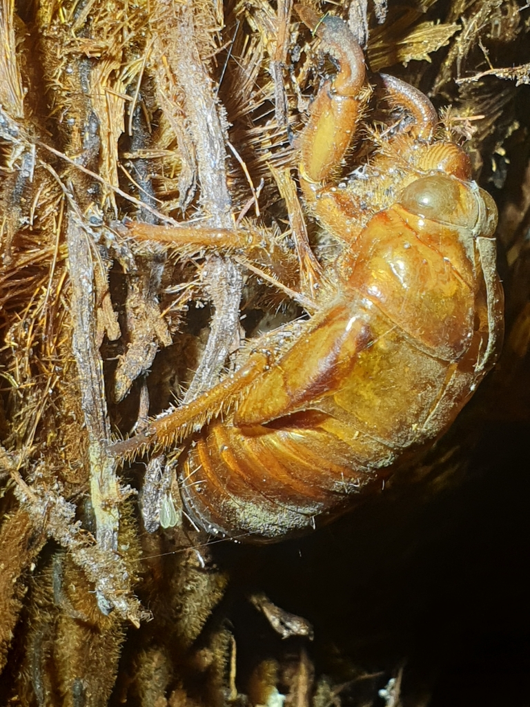 Alpine Hairy Cicada from Cape Otway VIC 3233, Australia on November 23 ...