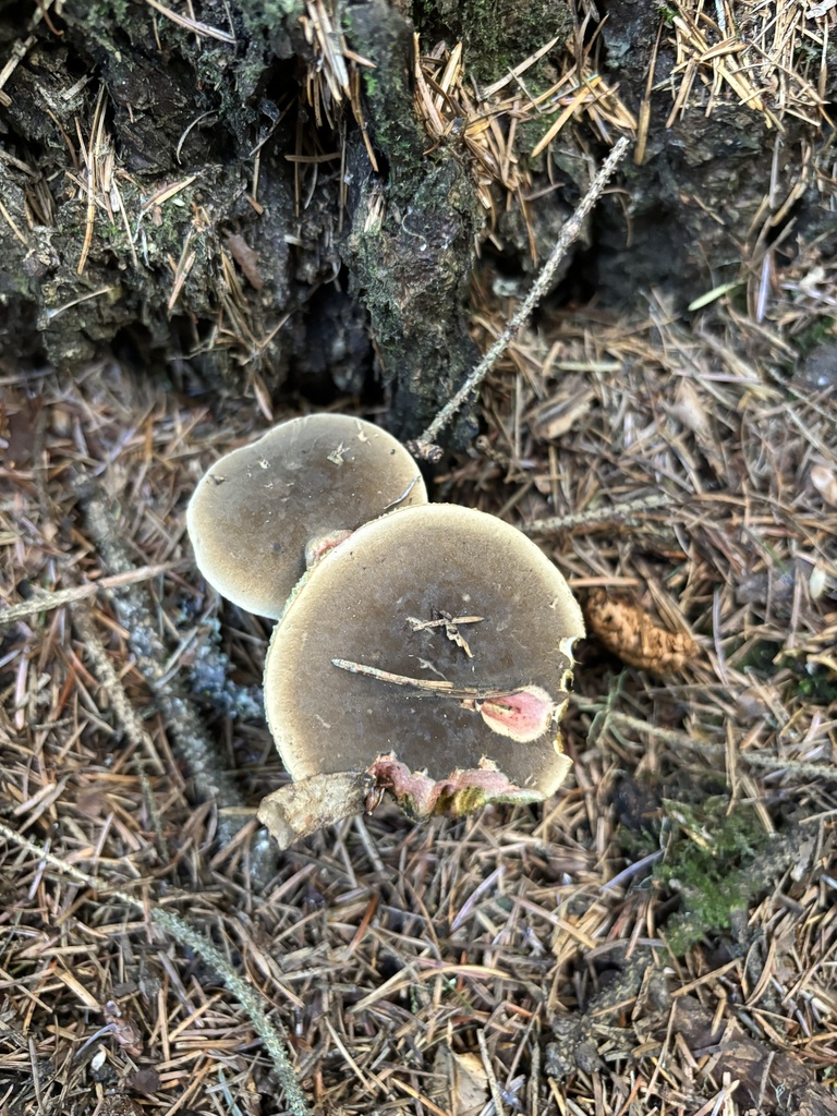 Xerocomellus from Bluff St, Ferndale, CA, US on November 23, 2023 at 10 ...