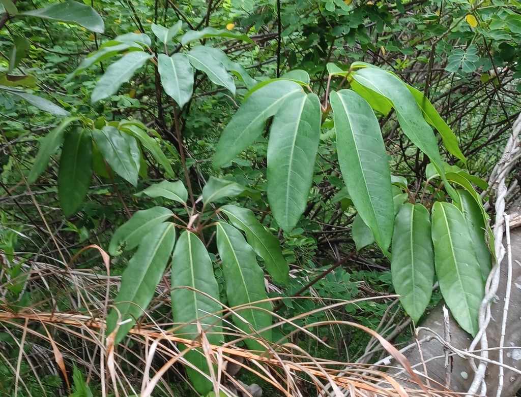 Australian Umbrella Tree from Warana QLD 4575, Australia on November 24 ...