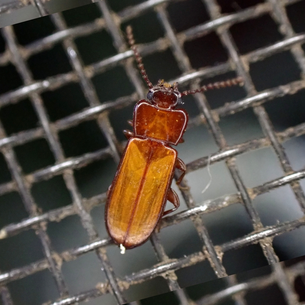 Adelina from San Juan, Bolivia on November 21, 2023 at 08:50 PM by ...