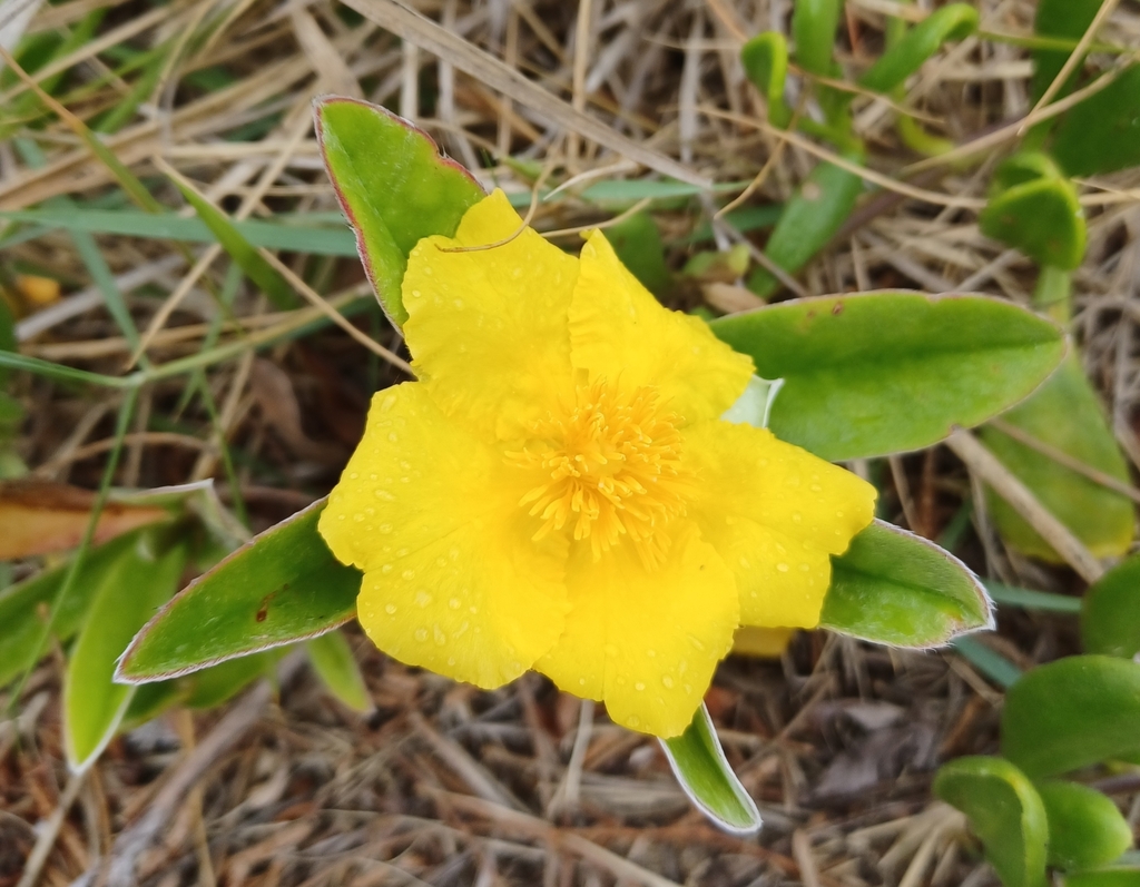 Climbing Guinea flower from Warana QLD 4575, Australia on November 24, 2023 at 07:06 AM by Peter ...