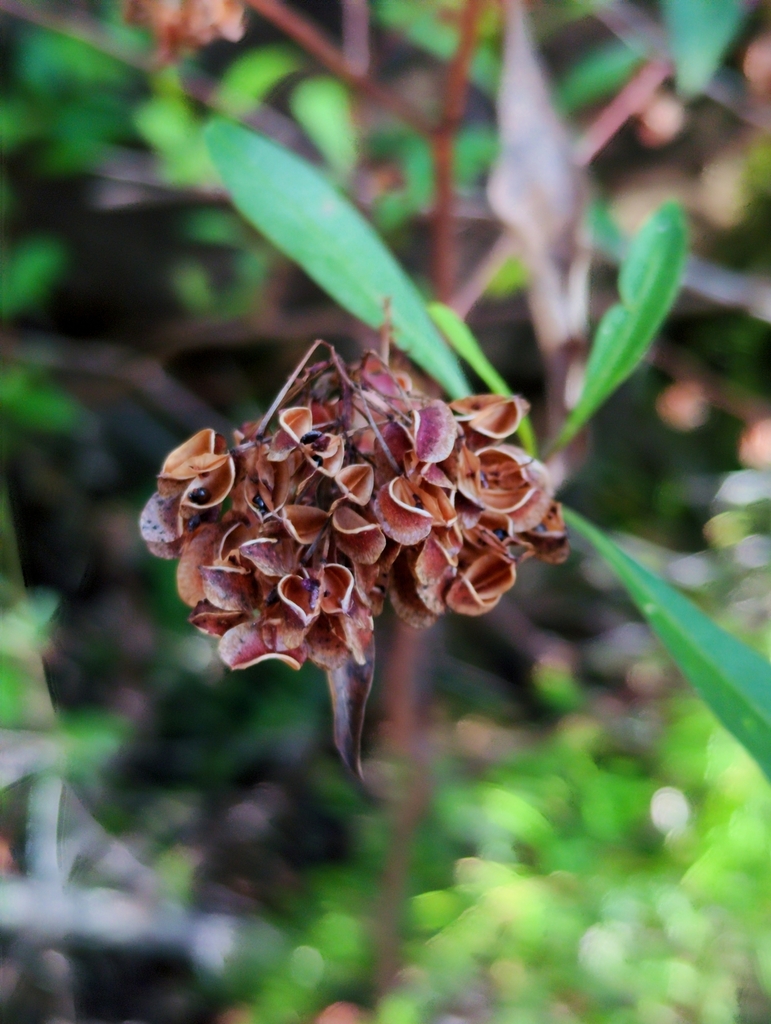 Common Hop Bush from Forestville NSW 2087, Australia on November 18 ...