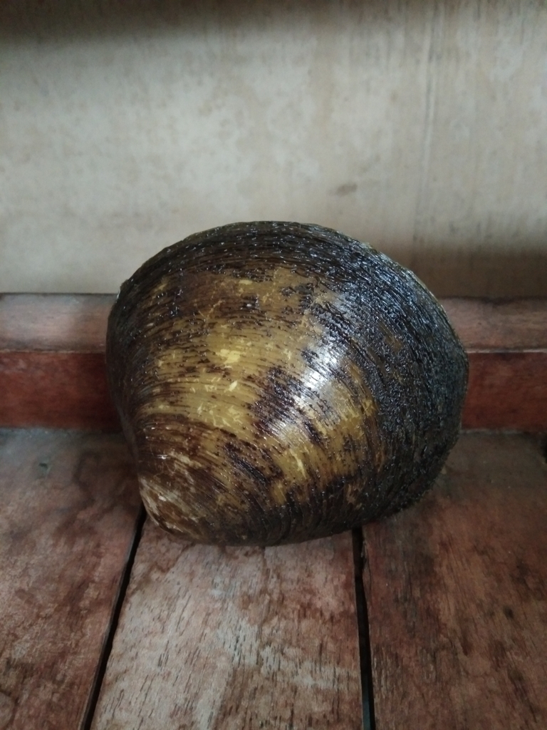 Geloina expansa from 5MQ2+V69, Bunawan, Davao City, Davao del Sur ...