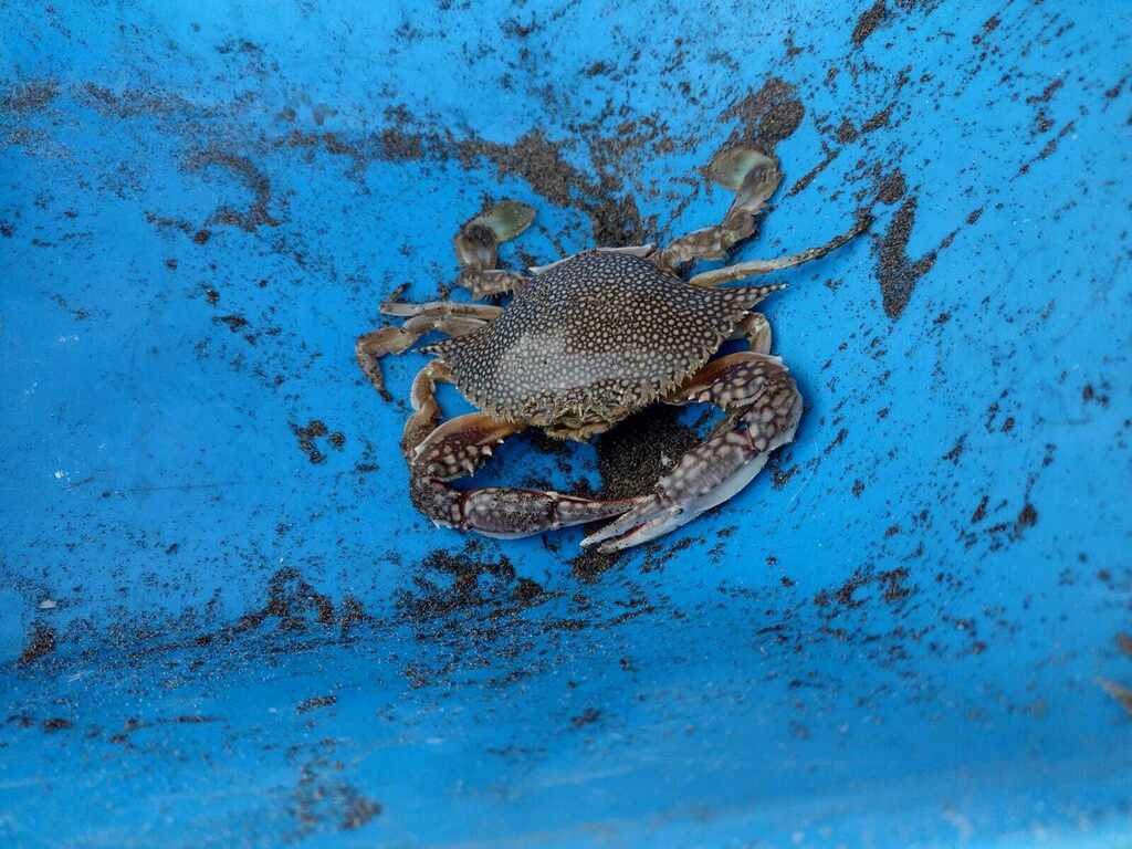 Speckled Swimming Crab from Tecolutla, MX-VE, MX on November 19, 2023 ...