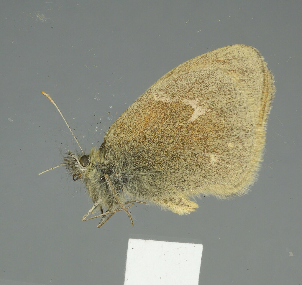 Prairie Ringlet from East Kootenay, BC, Canada on July 11, 2014 by ...