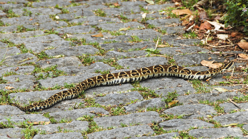 Fonseca's Lancehead (Bothrops fonsecai) - Snakes and Lizards