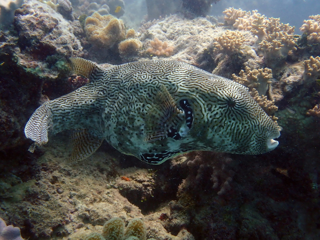 Map Puffer from Upolu Reef, Australie on October 8, 2023 at 03:57 AM by ...