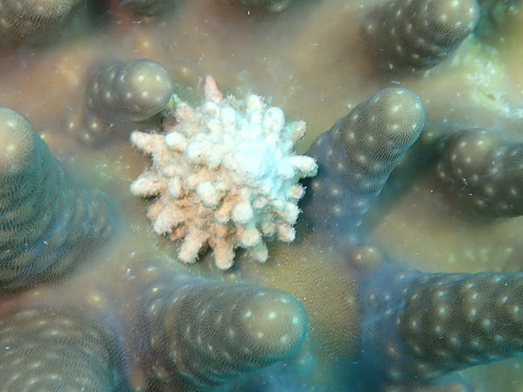 Astralium from Upolu Reef, Australie on October 8, 2023 at 02:34 AM by ...