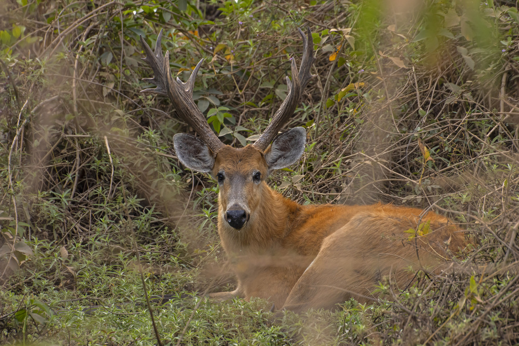 Marsh Deer in August 2023 by Antonio Rodriguez Sinovas · iNaturalist