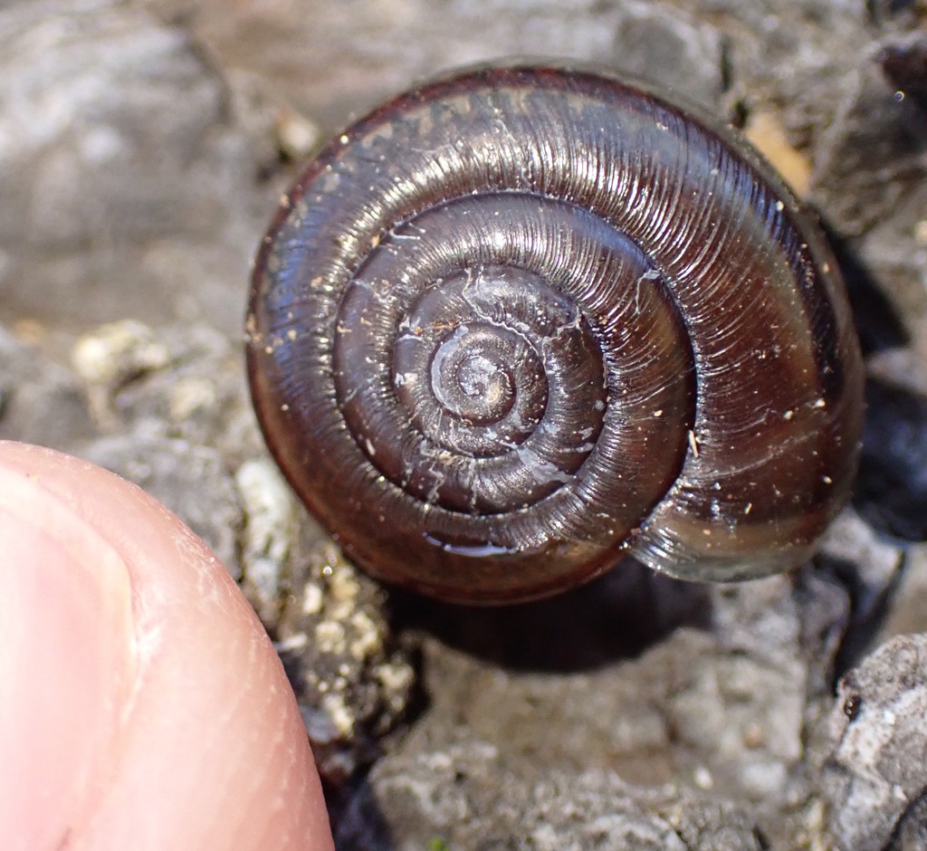 Big Sur Shoulderband Snail in November 2023 by Jann Vendetti · iNaturalist