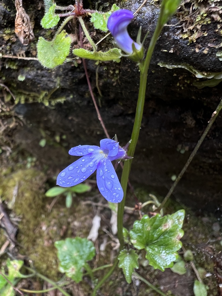 forest lobelia from Nightcap National Park, Nightcap, NSW, AU on ...