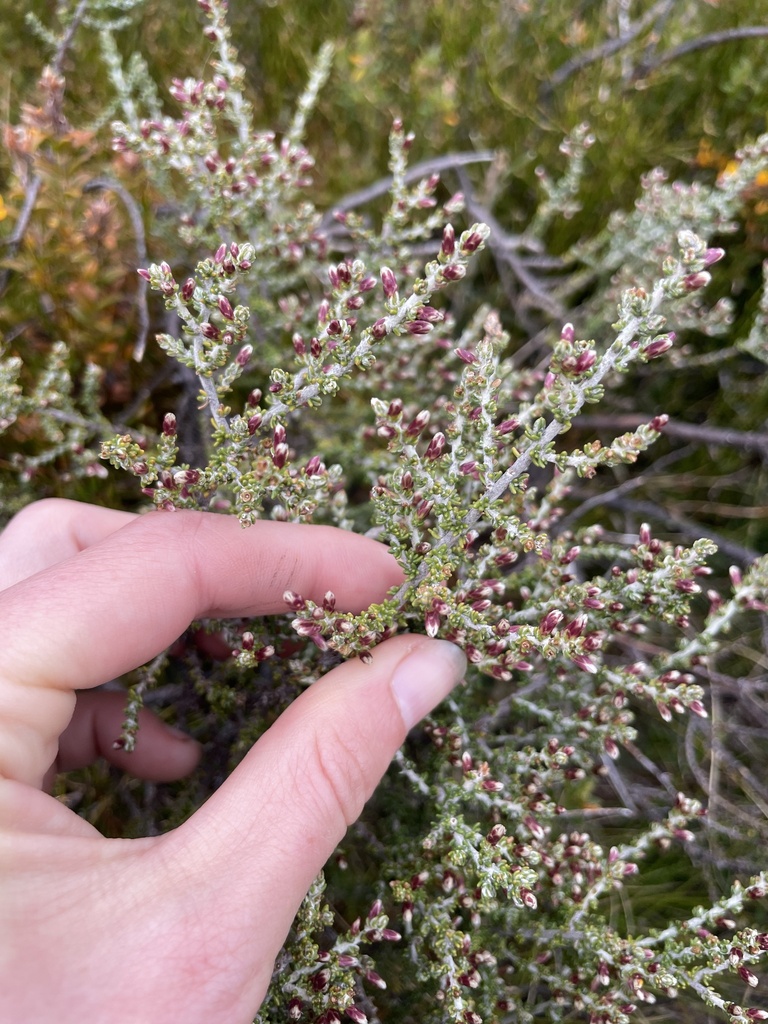 alpine daisy-bush from Kosciuszko National Park, Perisher Valley, NSW ...