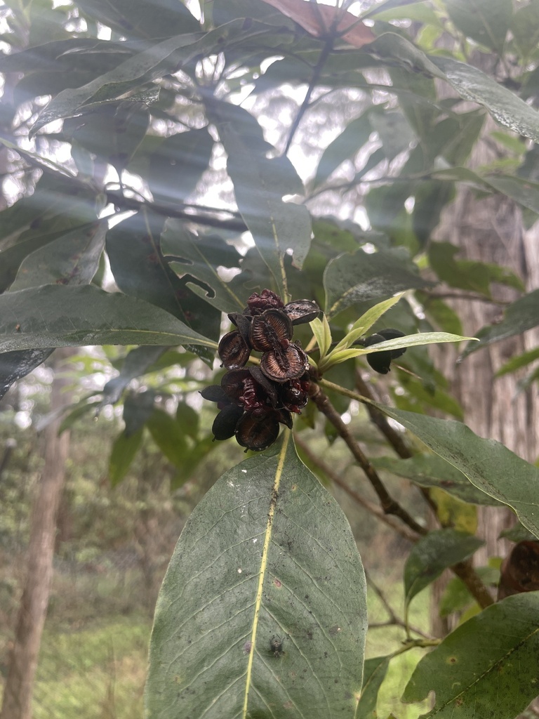 Australian Cheesewood from Fagan Park, Galston, NSW, AU on November 24 ...