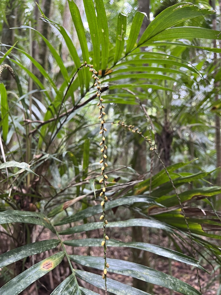 Walking stick palm from Nightcap National Park, Nightcap, NSW, AU on November 22, 2023 at 10:38 ...