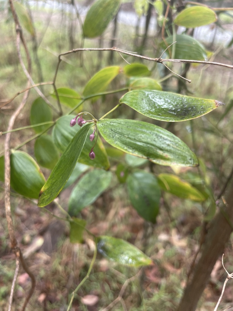 Wombat Berry from Fagan Park, Galston, NSW, AU on November 24, 2023 at ...