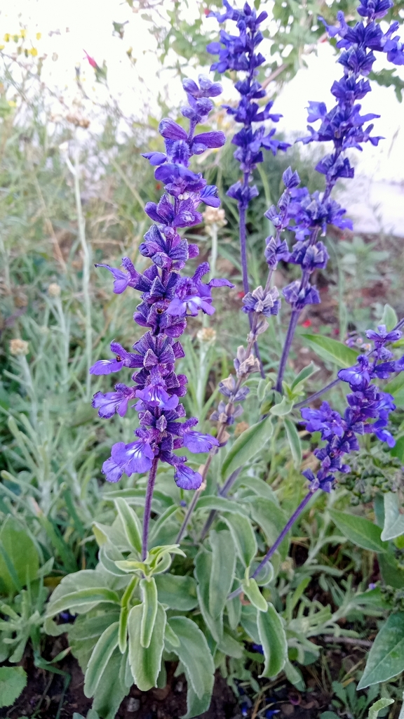 Mealy Blue Sage from Universidad Autonoma del Estado de Hidalgo ...
