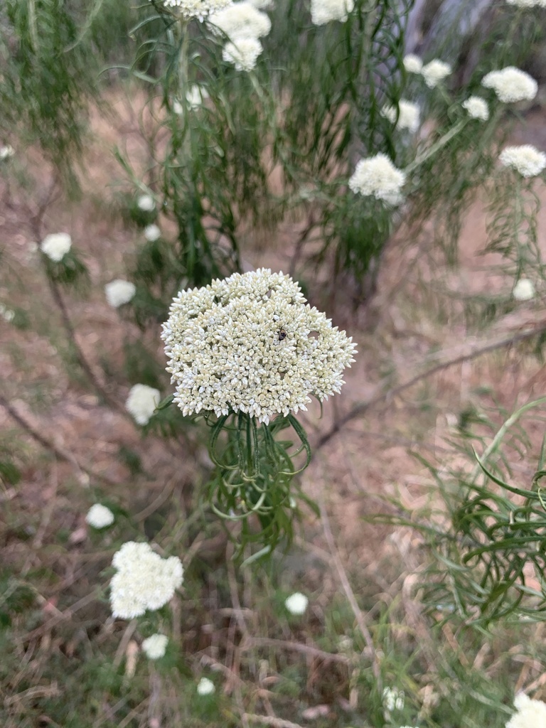 Shiny Cassinia from Darebin Parklands, Alphington, VIC, AU on November ...