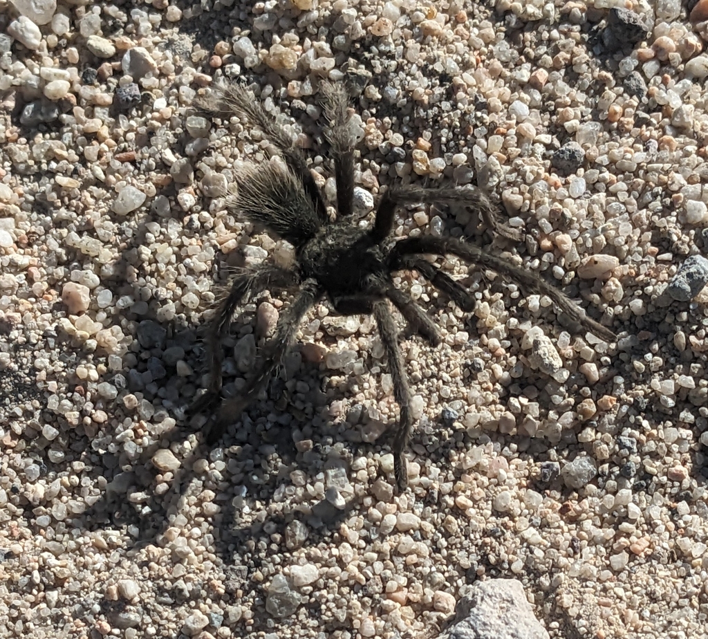 Mojave Dwarf Tarantula from Kern County, CA, USA on November 23, 2023 ...