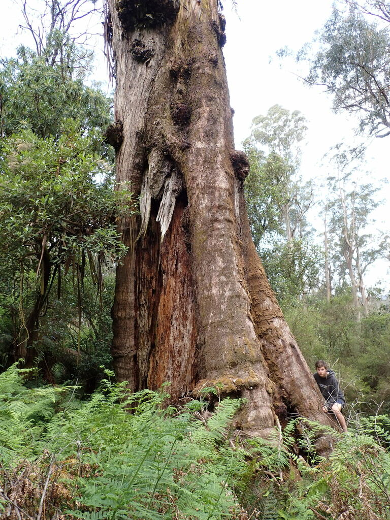 Australian Mountain Ash from Dandenong Ranges, Yarra Ranges ...