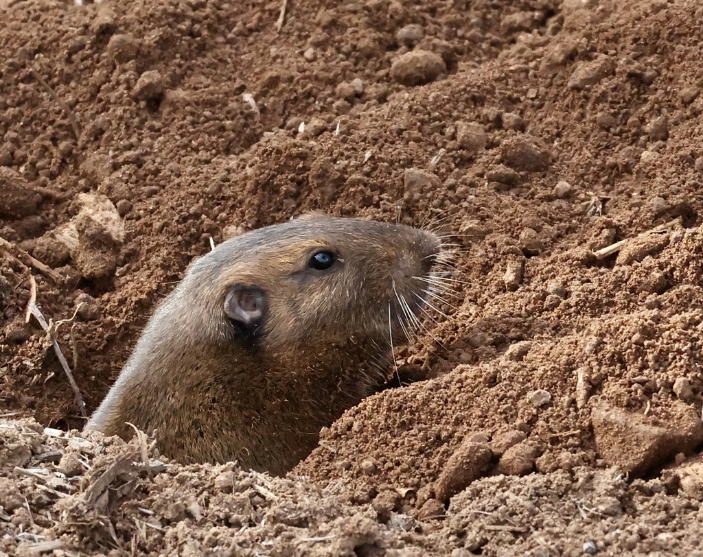 Botta's Pocket Gopher from Lakeside, CA, USA on November 23, 2023 at 10 ...