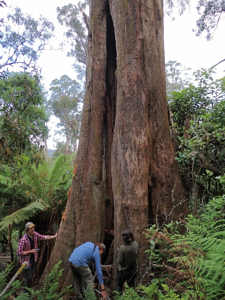 Australian Mountain Ash from Melbourne VIC, Australia on November 22 ...