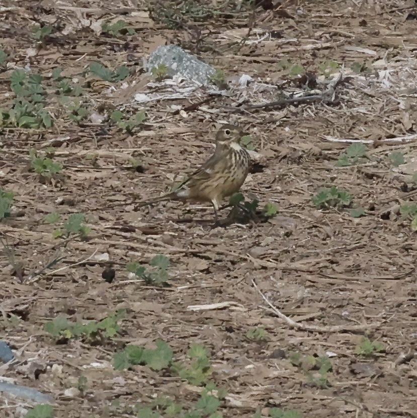 American Pipit from Lakeside, CA, USA on November 23, 2023 at 11:04 AM ...