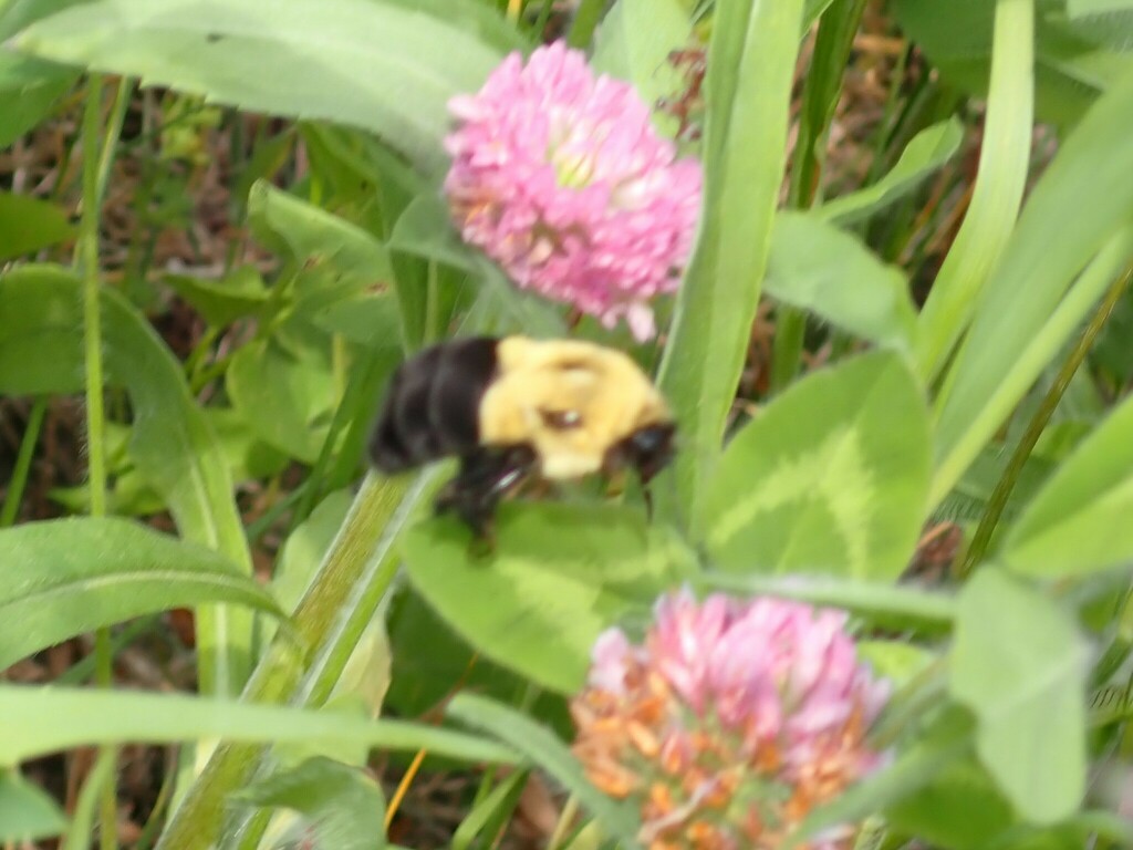 Common Eastern Bumble Bee in June 2023 by Angus Mossman. On Trifolium ...