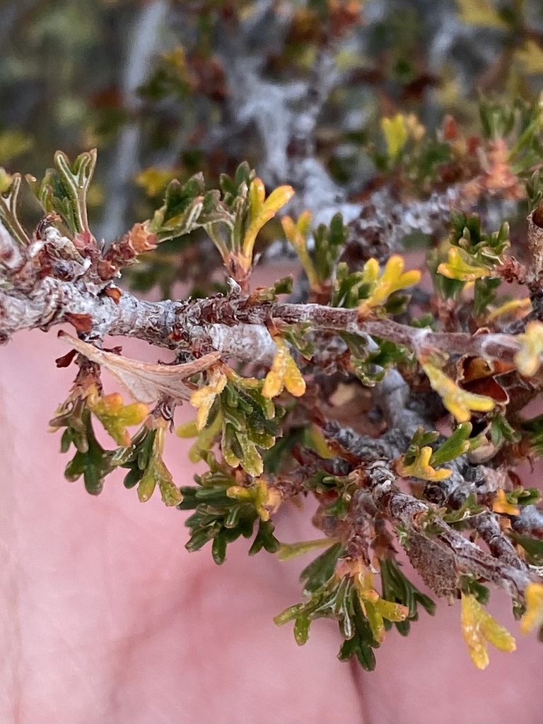 Antelope Bitterbrush from Sparks, NV, US on November 23, 2023 at 01:54 ...