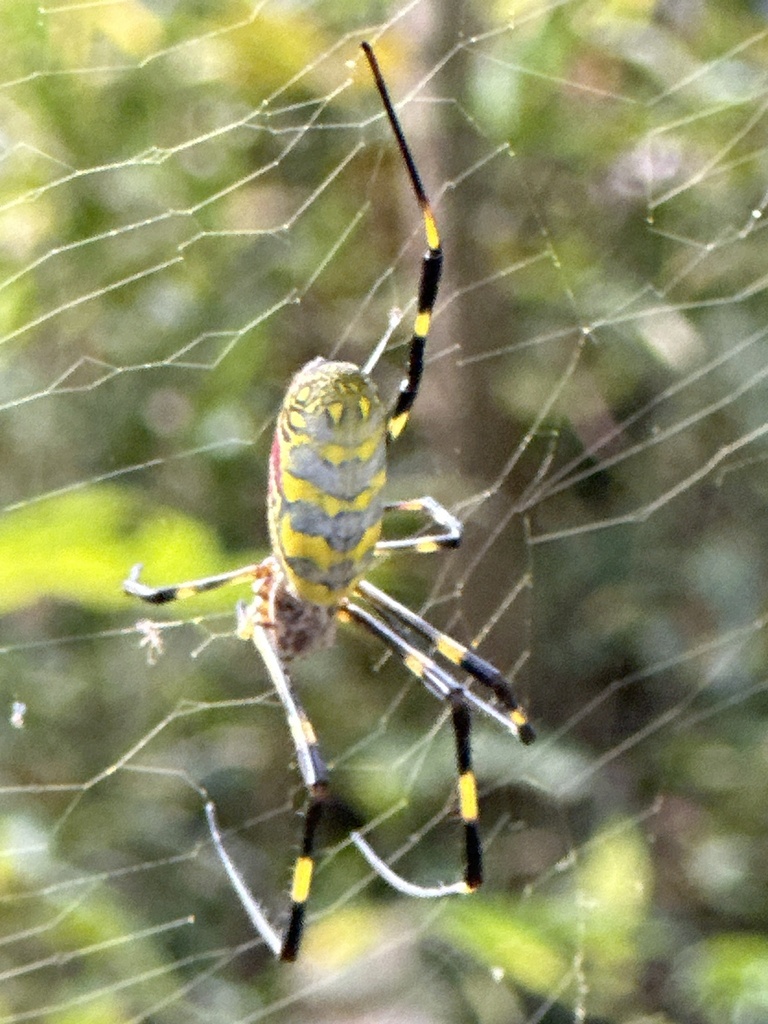 Joro Spider from Minamisawa 3-Chōme, Higashikurume, Tokyo, JP on ...