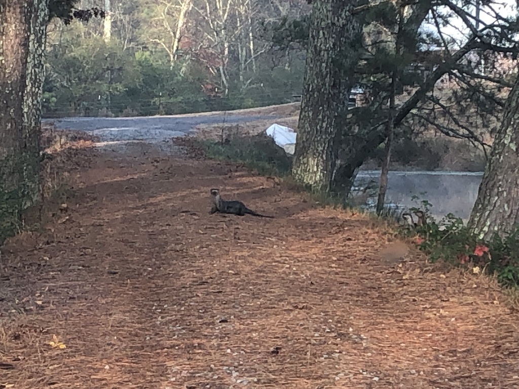 North American River Otter from CR-730, Cullman, AL, US on November 23 ...