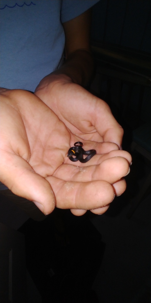 Southern Ringneck Snake from Longboat Key, FL, USA on November 23, 2023 ...