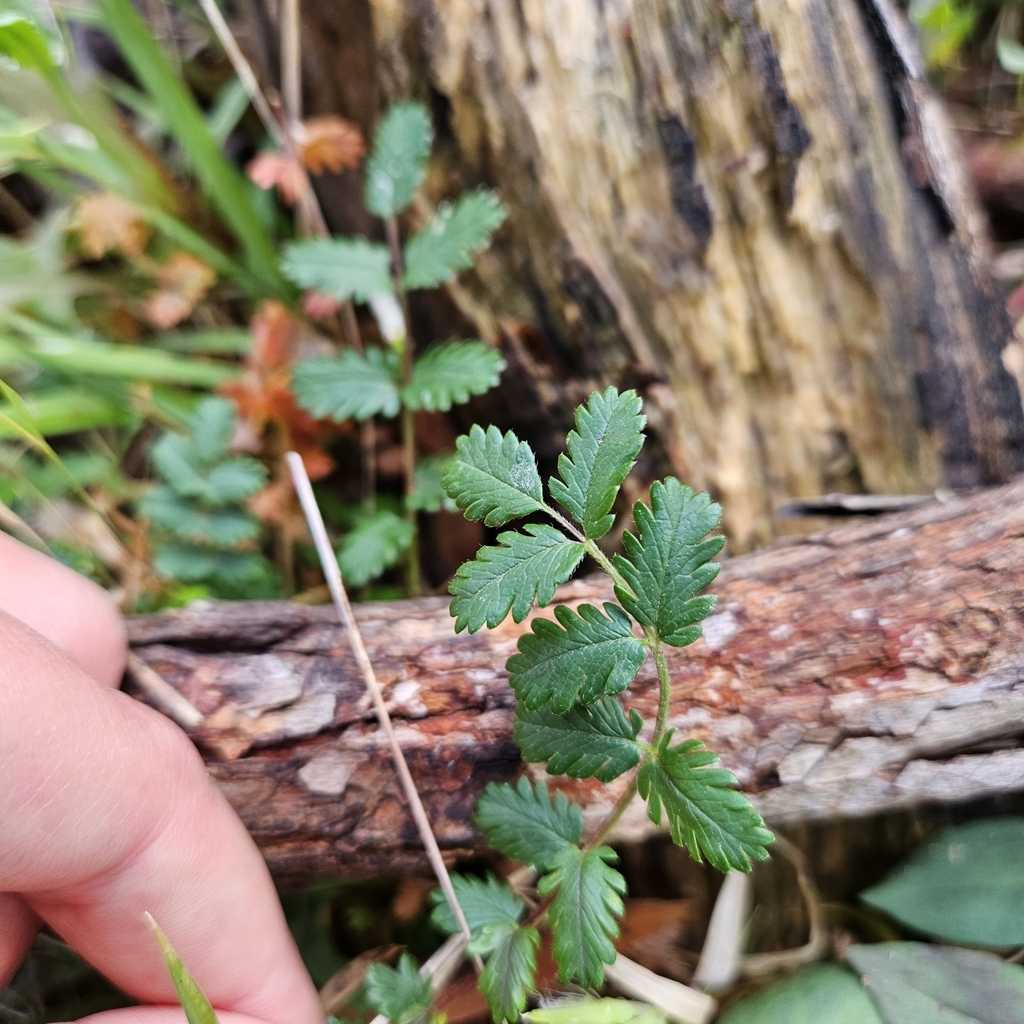 Australian sheep's bur from Myponga SA 5202, Australia on November 24 ...