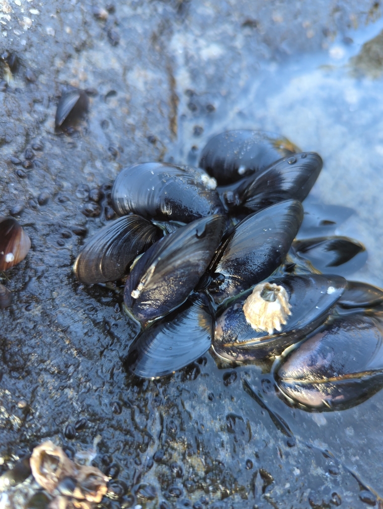 Northern Bay Mussel from Lane County, US-OR, US on November 23, 2023 at ...