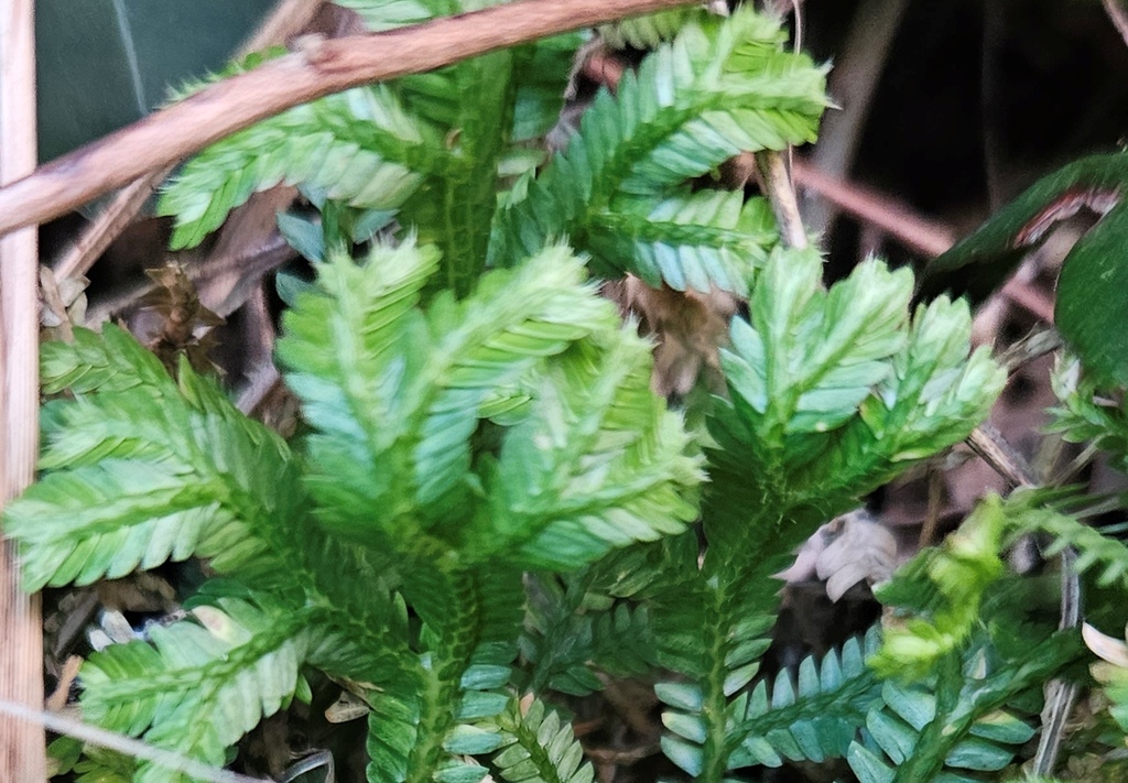 Doederlein's Spikemoss from 台灣臺北 on November 21, 2023 at 04:38 PM by ...