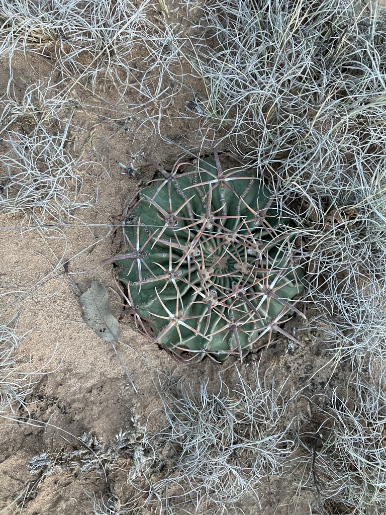 Horse Crippler Cactus from Causey, NM, US on November 23, 2023 at 04:48 ...