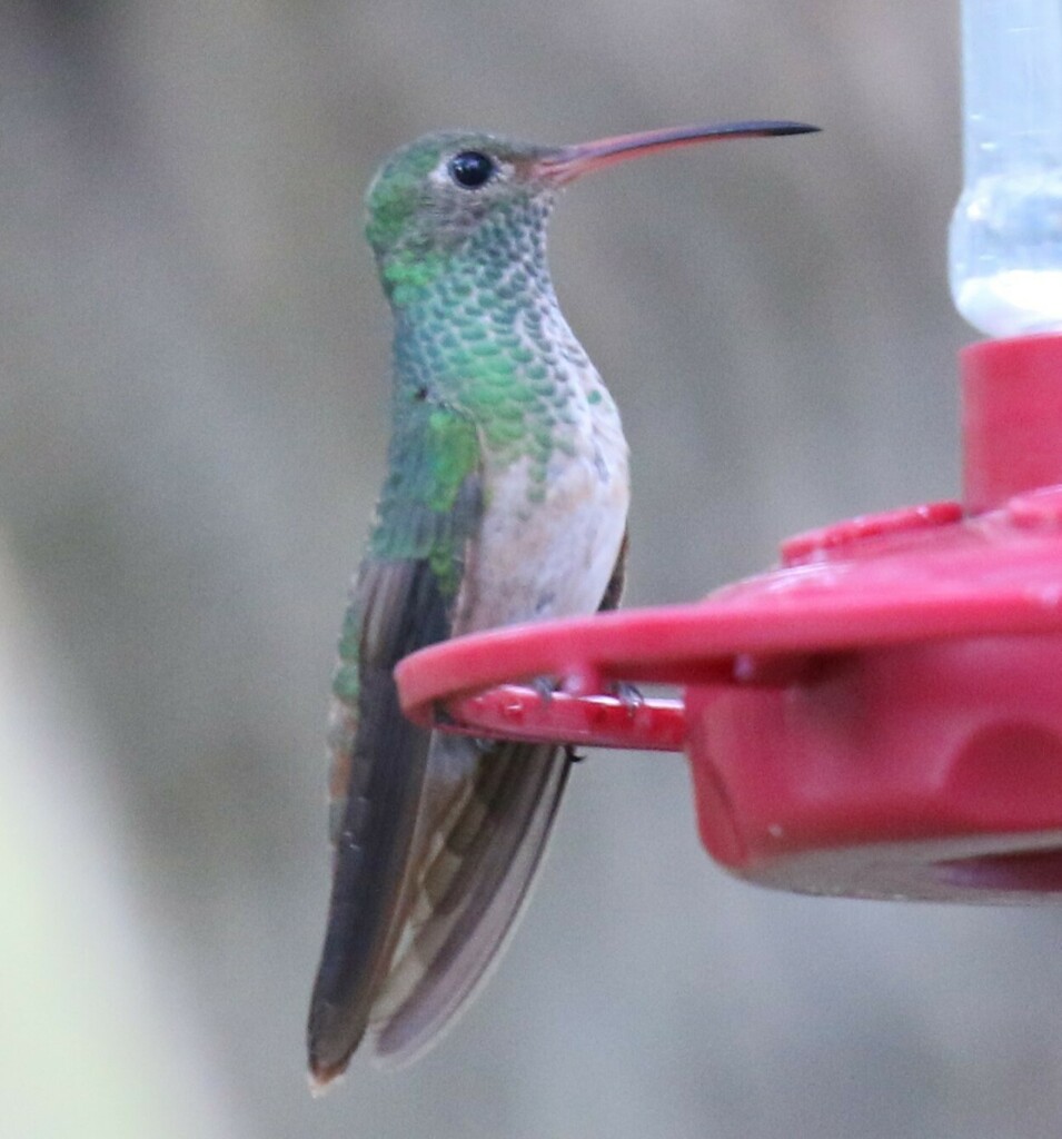 Buff-bellied Hummingbird from Cameron County, TX, USA on November 23 ...