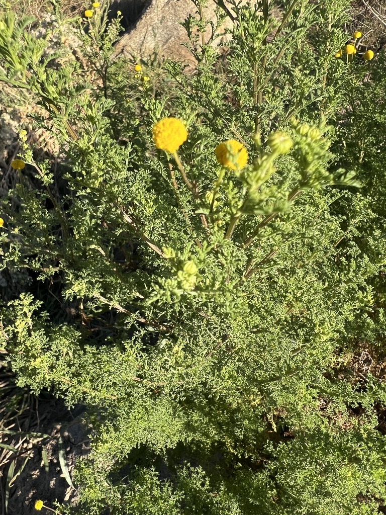 stinknet from Moreno Valley, CA, US on November 23, 2023 at 03:03 PM by ...