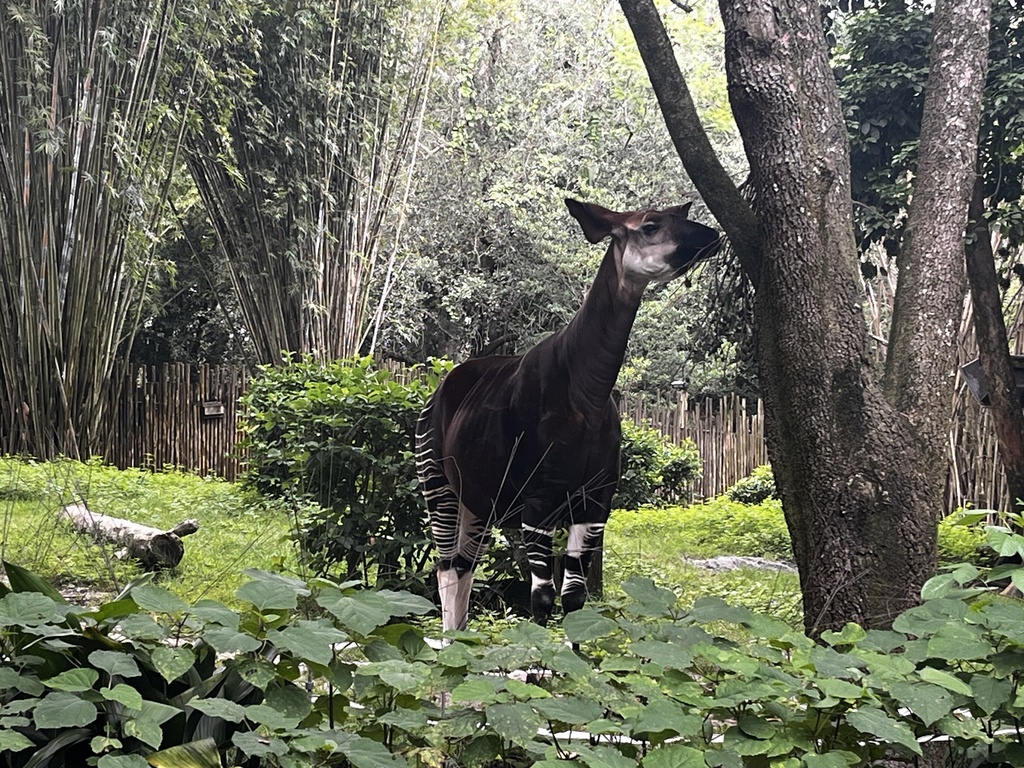 Okapi in October 2023 by evanb5575 · iNaturalist
