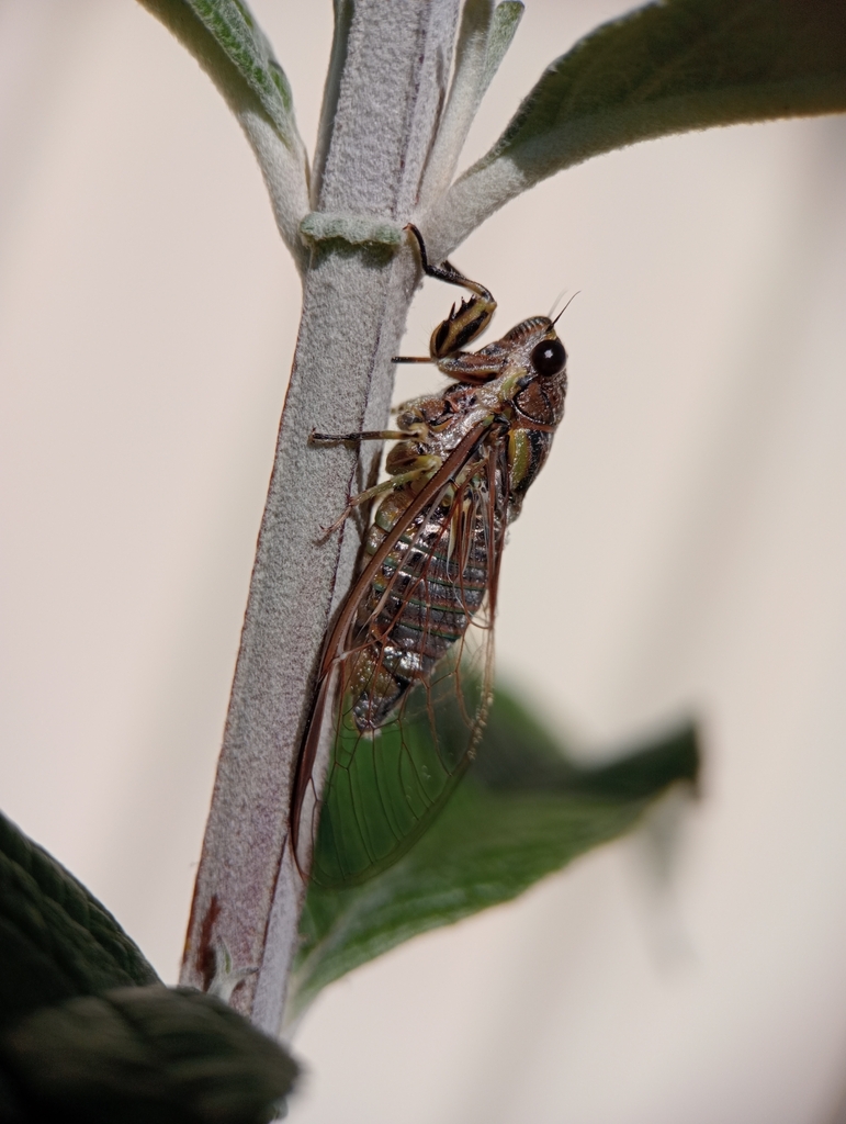 Cicadas from Spencer Park WA 6330, Australia on November 24, 2023 at 08 ...