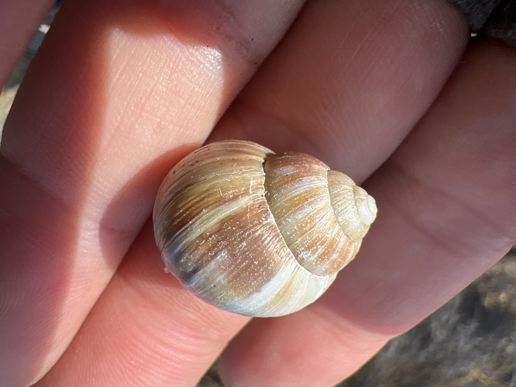 Bothriembryon from Arrowsmith, WA, AU on November 24, 2023 at 08:27 AM ...