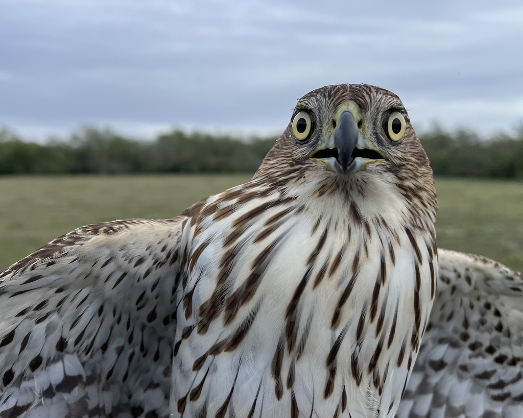 Cooper's Hawk from CR-170, Alice, TX, US on November 23, 2023 at 10:03 ...