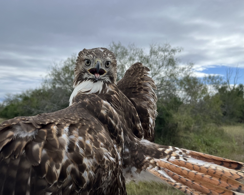 Red-tailed Hawk from FM-625, Alice, TX, US on November 23, 2023 at 10: ...