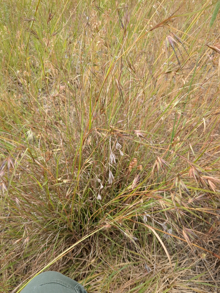 Kangaroo Grass from Heidelberg West VIC 3081, Australia on November 24 ...